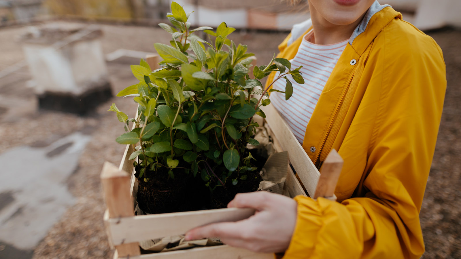 ASEPT | The Dispensing Specialist of liquid portion dispensers
